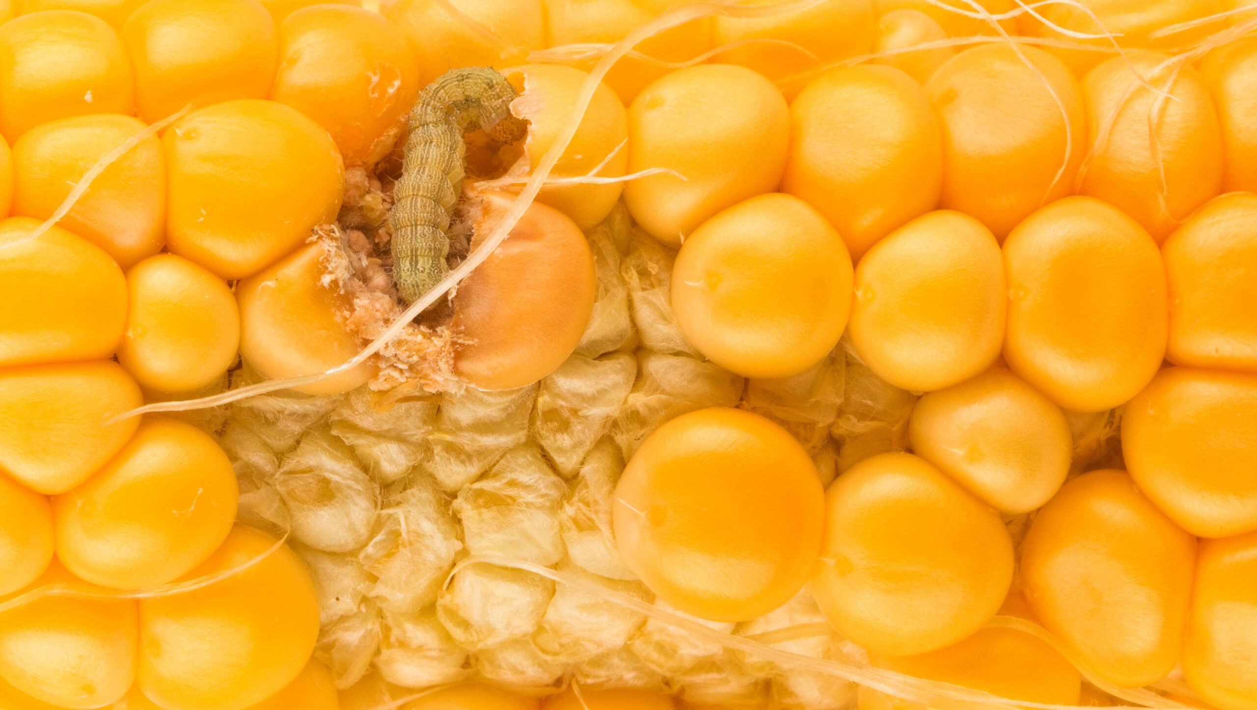 Larve nel bidone dell'organico - Come combattere un'infestazione | Guida